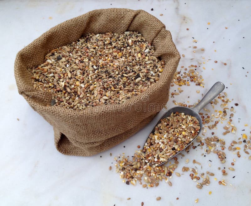 Chicken feed stock photo. Image of grain, rural, livestock - 74344876