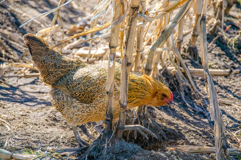 Chicken Feeding in Corn Field Stock Photo - Image of country, rural ...
