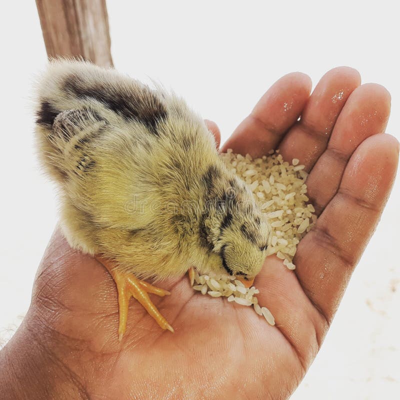 Chicken Feeding on the Hand Stock Photo - Image of feeding, hand: 212433002