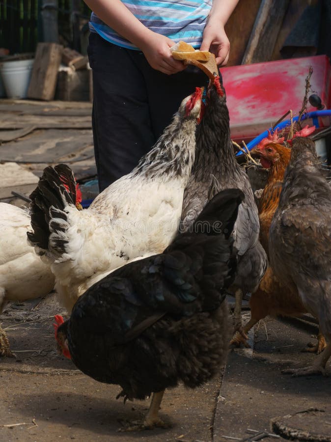 Chicken Feeding from Kid Hand Stock Photo - Image of comb, rooster ...