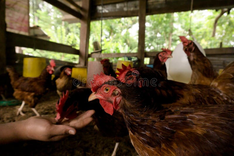 Chicken Feeds on Hand,Native Chicken Stock Photo - Image of white ...