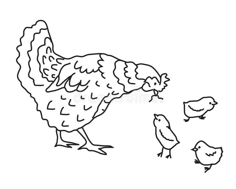 The Chicken Feeds Their Babies. Vector Illustration Stock Vector ...