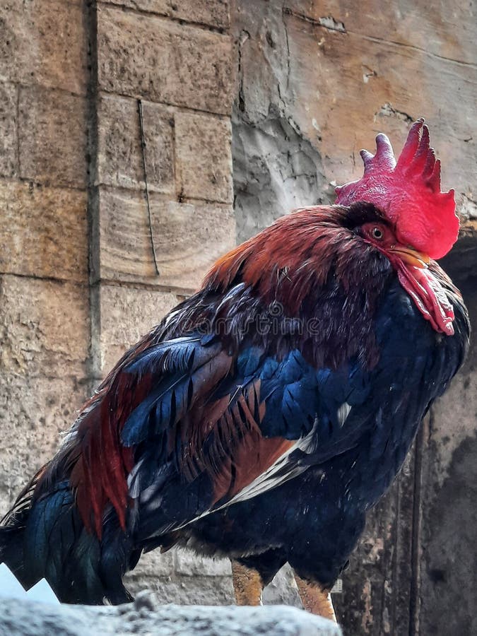 A Chicken Feels Cold in Winter Stock Photo - Image of ruins, cold ...