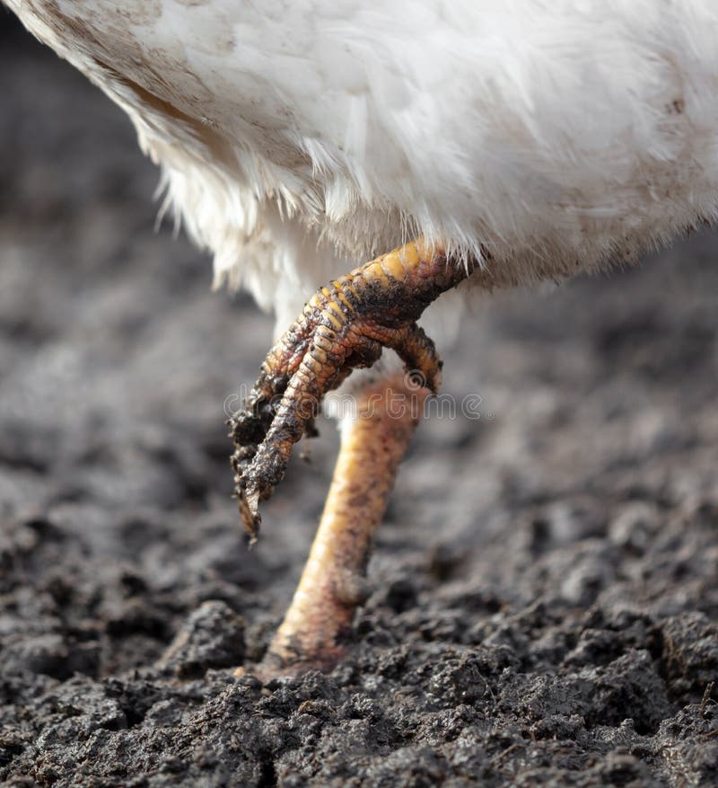 Chicken feet in black mud. stock photo. Image of beak - 237793342