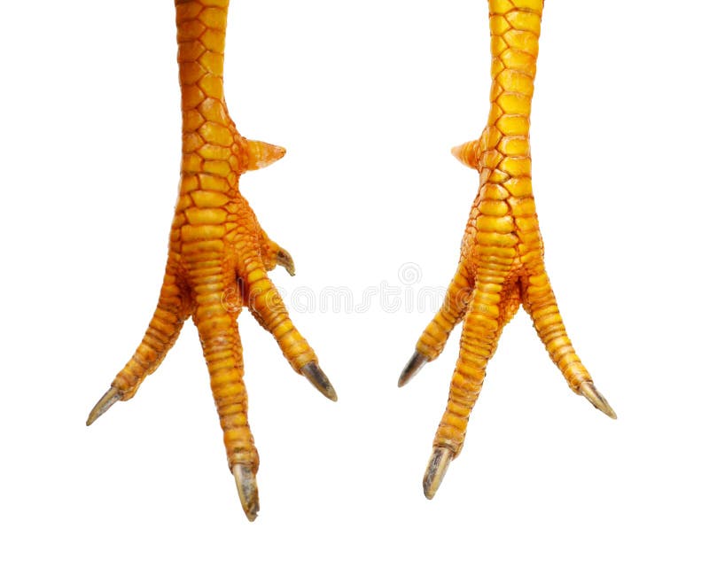 Chicken feet. stock image. Image of feet, chicken, isolated - 193196313