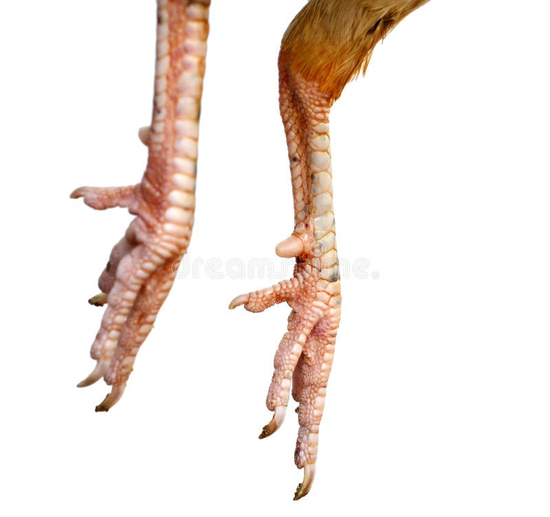 Chicken feet. stock photo. Image of bird, white, isolated - 204242078