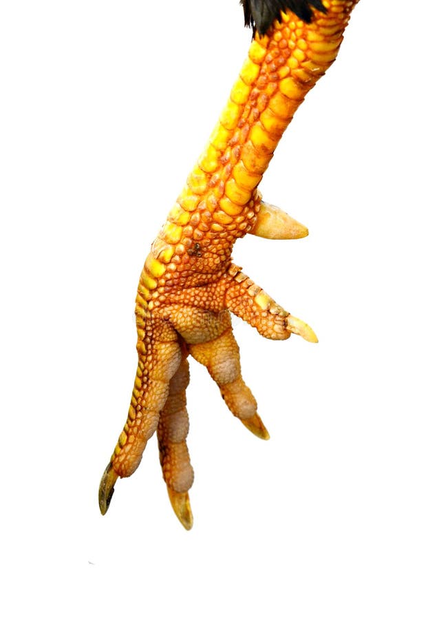 Chicken feet stock photo. Image of skin, nails, food - 207059838