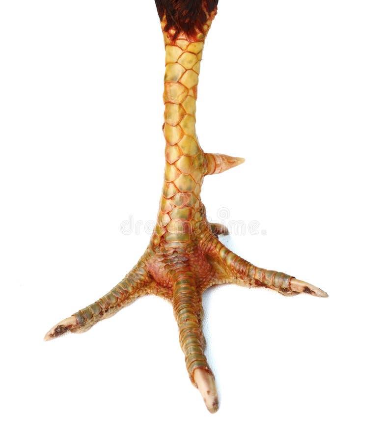 Chicken feet stock photo. Image of skin, nails, food - 207059838