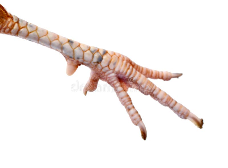 Chicken feet. stock photo. Image of yellow, close, rooste - 204129092