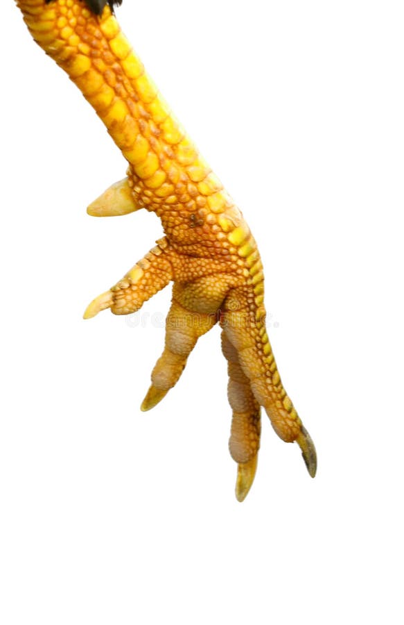 Chicken feet stock image. Image of close, bird, yellow - 224275977
