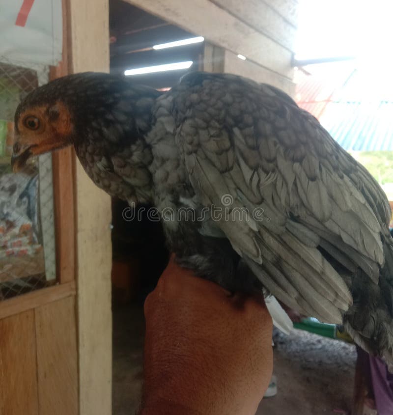 Chicken Female Will Produce Egg Which Quality Stock Image - Image of ...