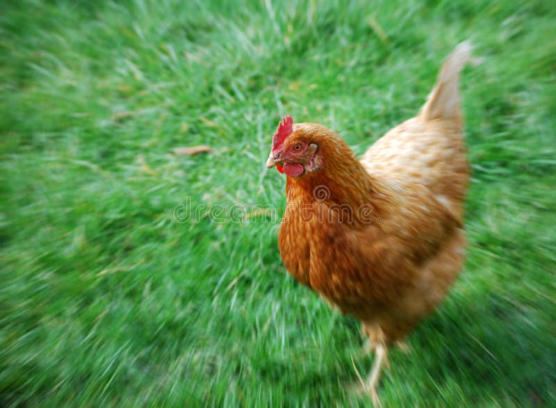 Chicken in field stock image. Image of grass, farmyard - 7936595