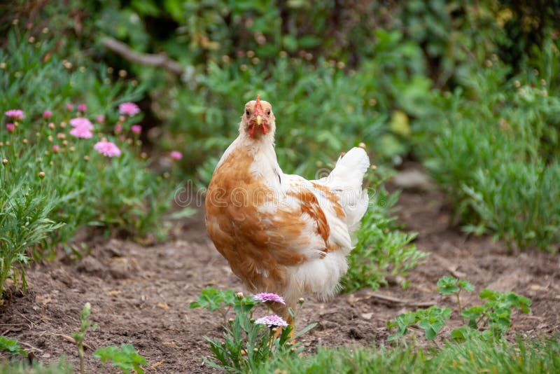 Chicken in the Field in Chile Stock Photo - Image of event, agriculture ...