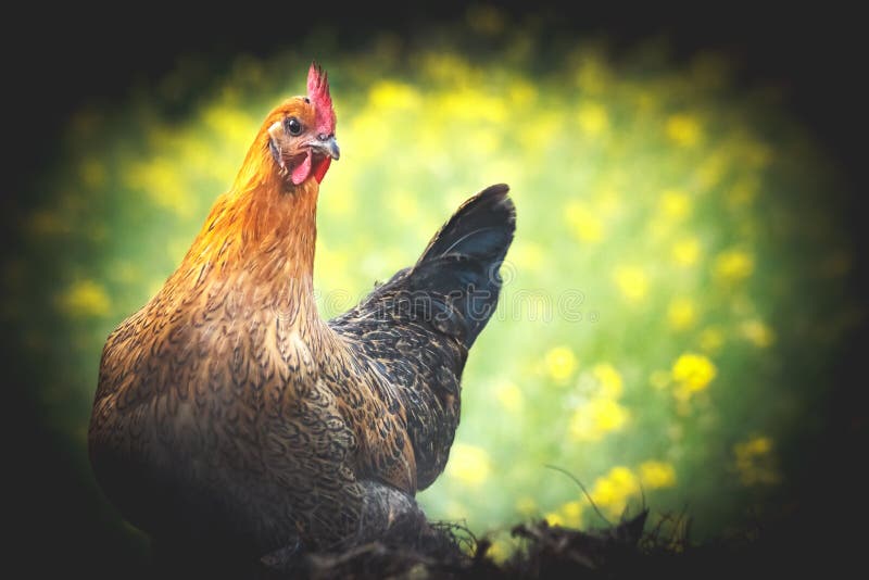 Chicken in the Field with Green Background. Stock Photo - Image of ...