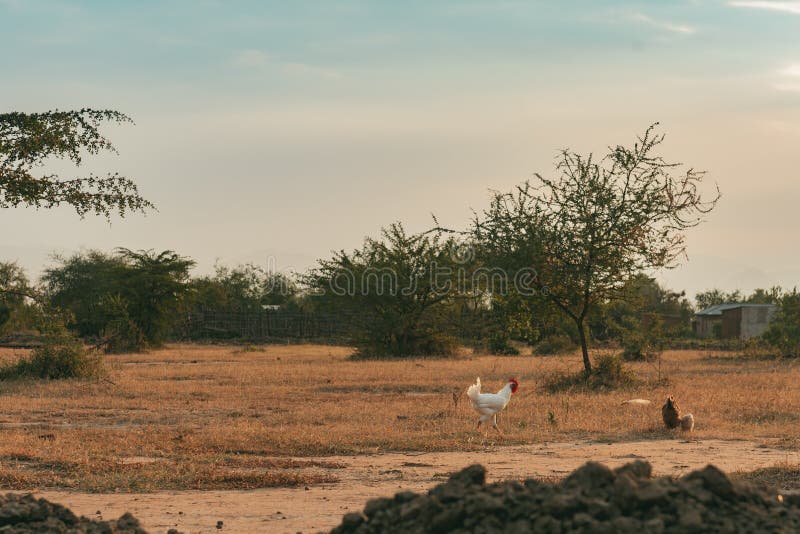 Chicken on the Field in Rural Scene Stock Photo - Image of meadow ...