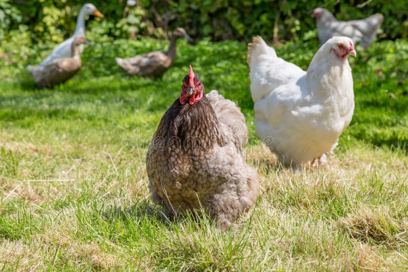 A Chicken Looking at the Camera Stock Image - Image of shallow, looking ...