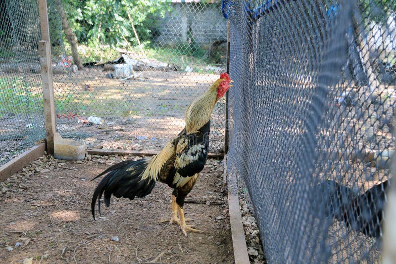 Chicken Fighting Farm stock image. Image of chicken, asis - 9498423