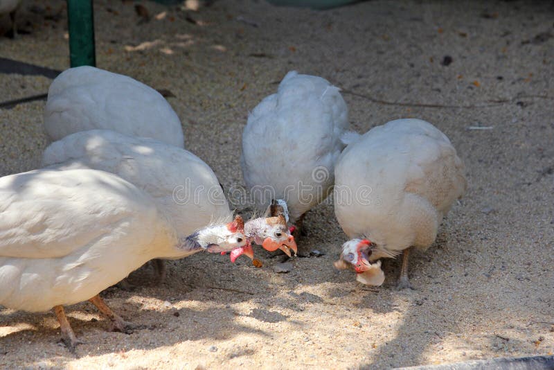 Chicken Fighting Farm stock image. Image of chicken, asis - 9498423