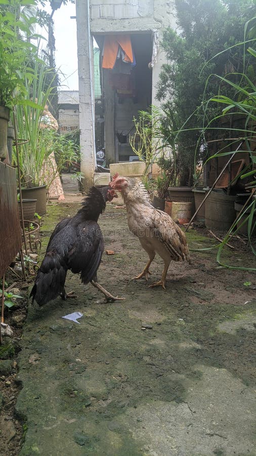 Chicken fights stock photo. Image of chiken, chicken - 261654534