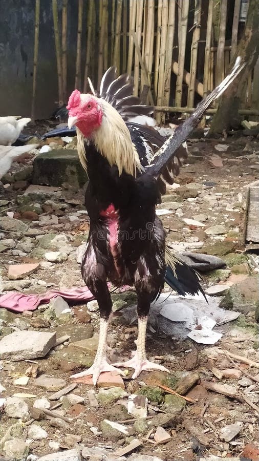 A Chicken is Flapping Its Wings Stock Image - Image of waterbird ...