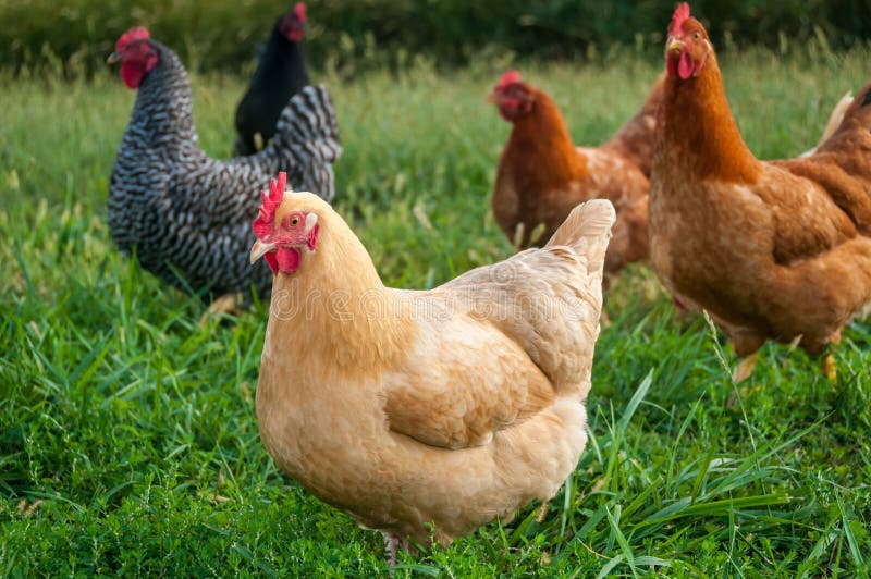 Chicken flock stock photo. Image of beauty, food, agriculture - 103509574