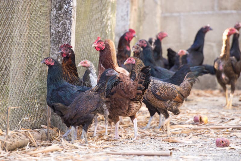Chicken flocks stock image. Image of live, domestic, closeup - 61327407
