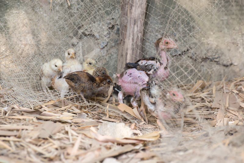 Chicken flocks stock image. Image of feather, rural, chicken - 68928349