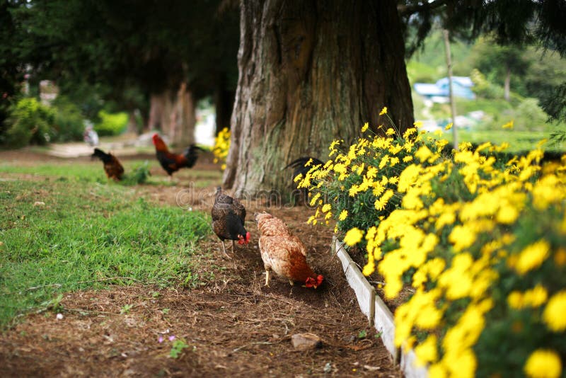 Chicken and flowers stock photo. Image of farm, water - 121125484