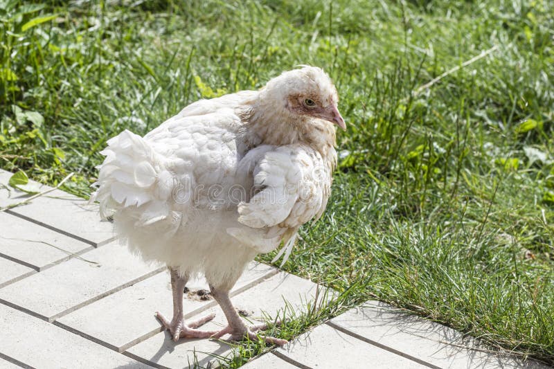 Chicken with Fluffy White Feathers Stock Photo - Image of modern ...