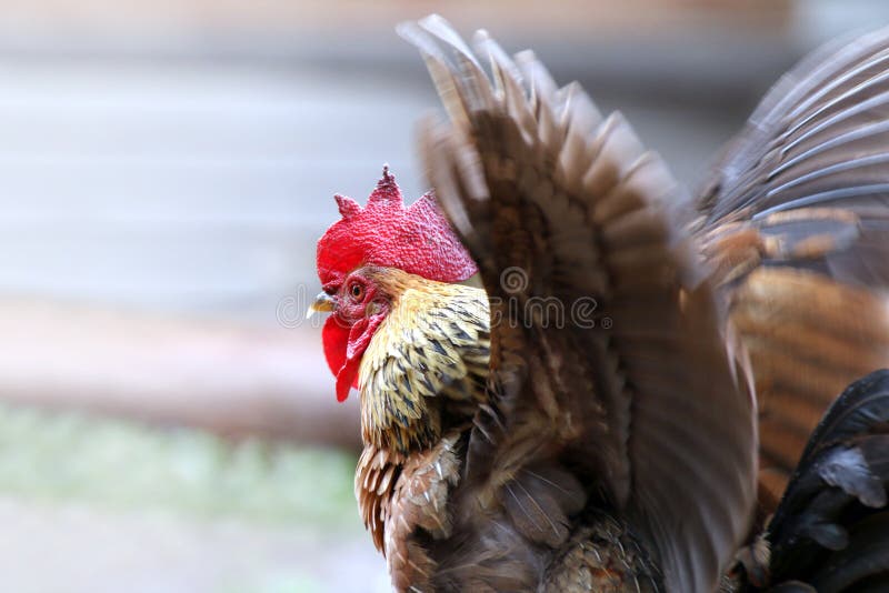 Chicken Flutter Wing Selective Focus, Chicken, Hen Stock Photo - Image ...