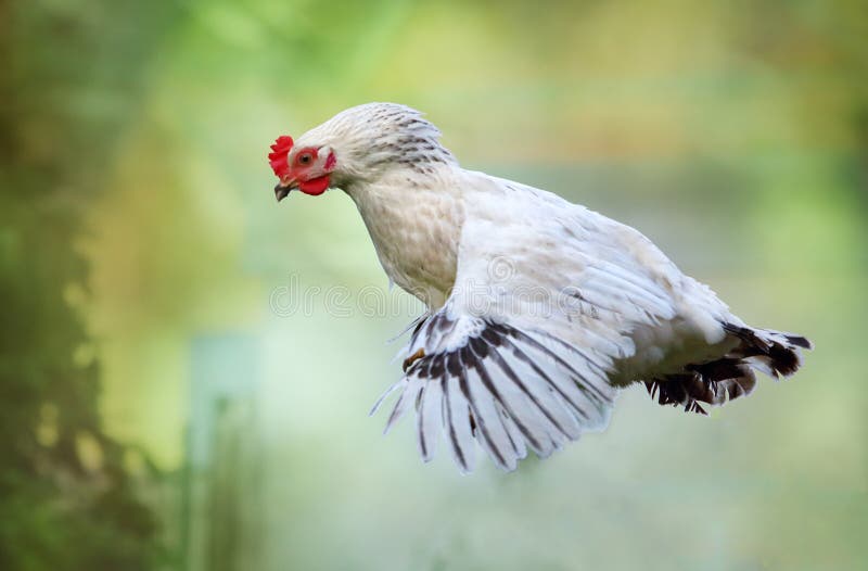 Chicken Flying in the Sky stock photo. Image of livestock - 31356626