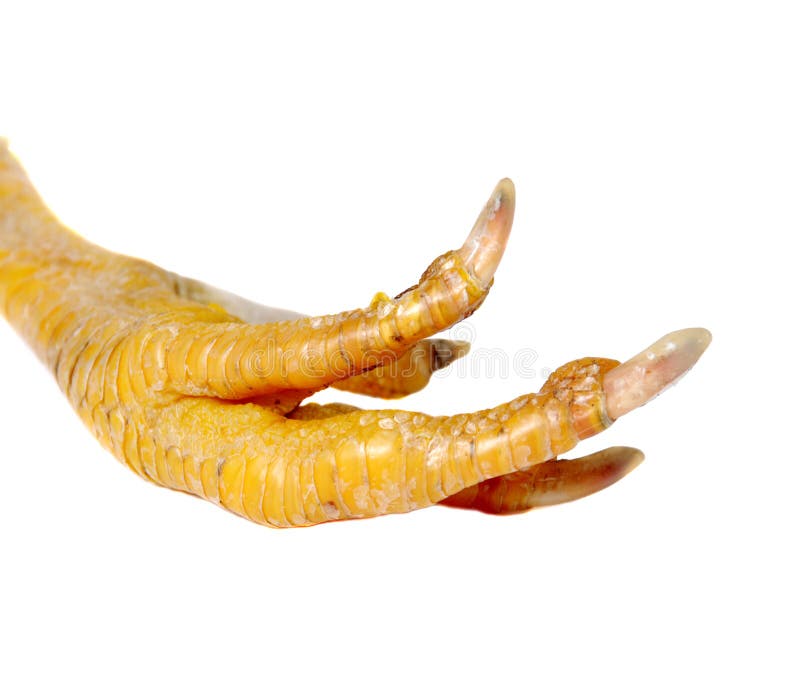 Chicken claw stock photo. Image of dirty, pattern, feet - 4175450