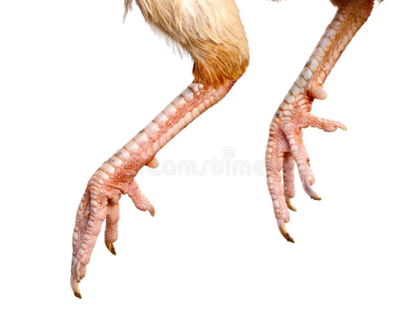 Chicken foot braised stock photo. Image of chicken, cooked - 38199066
