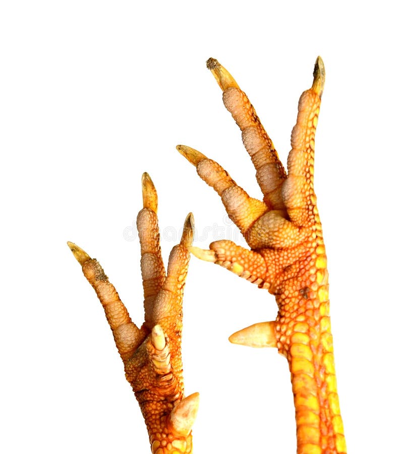 Chicken foot stock image. Image of chicken, nail, close - 206708731