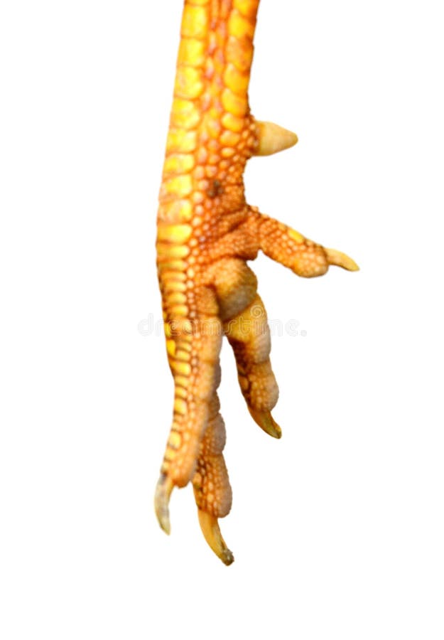 Chicken foot stock photo. Image of pattern, bird, yellow - 206708736