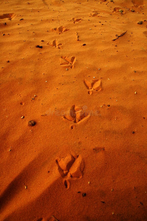 Chicken footprint stock image. Image of texture, footprints - 18777029