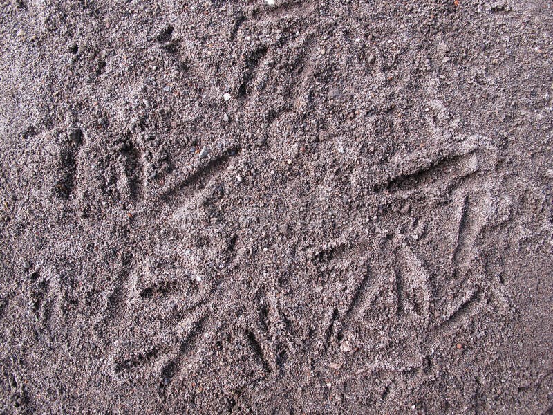 290 Chicken Footprint Stock Photos - Free & Royalty-Free Stock Photos ...