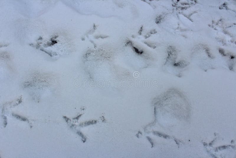 Chicken Tracks Stock Photos - Free & Royalty-Free Stock Photos from ...