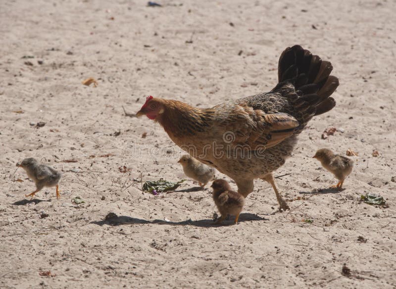 Baby Chick Running Stock Photos - Download 104 Royalty Free Photos