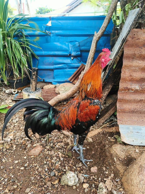 Chicken with free fight stock image. Image of fast, chicken - 372725447