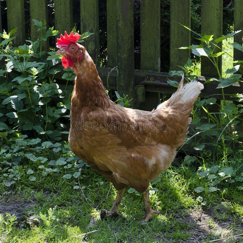 Chicken Free Stock Photos & Pictures, Chicken Royalty-Free and Public ...