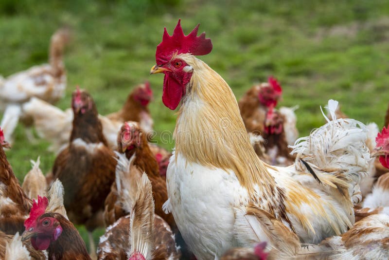 Chicken in Free Range Outdoor Stock Photo - Image of farmland, bird ...