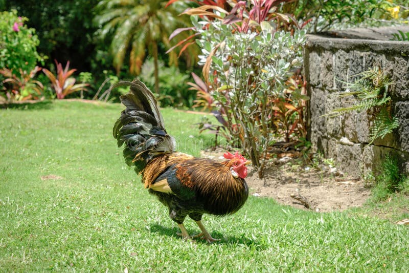 Chicken Free-roaming in a Tropical Garden Stock Photo - Image of rural ...