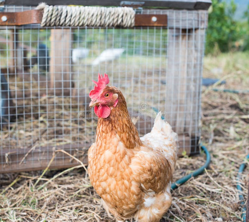 Chicken in Front of Chicken Coop Stock Photo - Image of female, farm ...