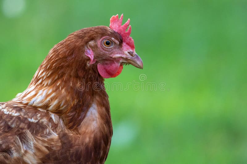 Chicken in Front of the Entrance To His House. Stock Image - Image of ...