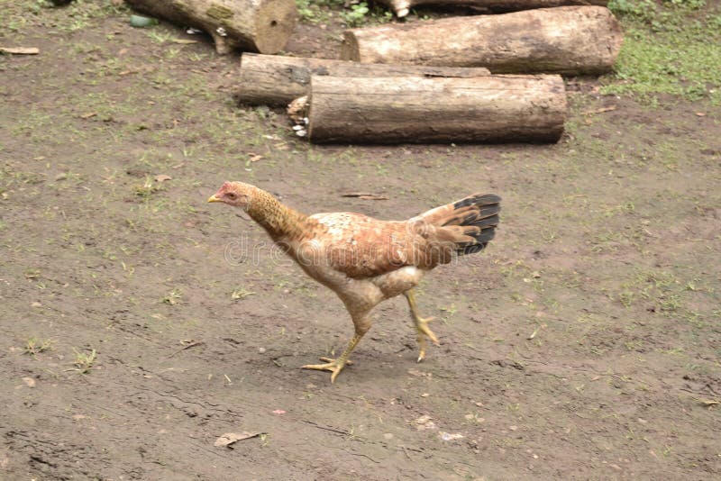 Chicken in Front of the Entrance To His House. Stock Image - Image of ...