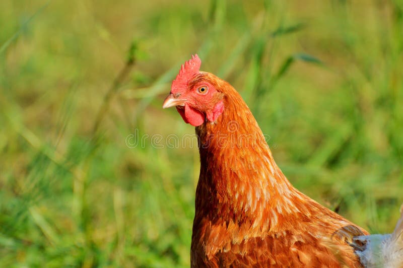 Chicken, Galliformes, Beak, Bird Picture. Image: 111642875