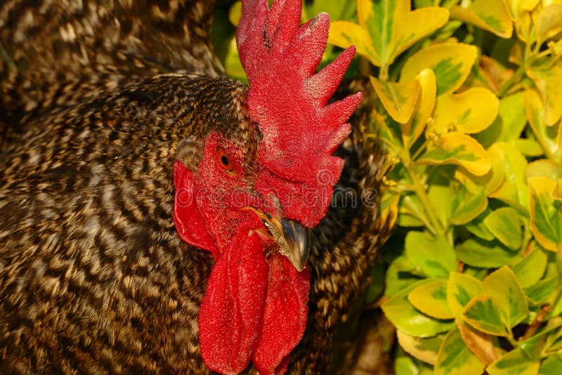 Chicken, Galliformes, Rooster, Beak Picture. Image: 116611135