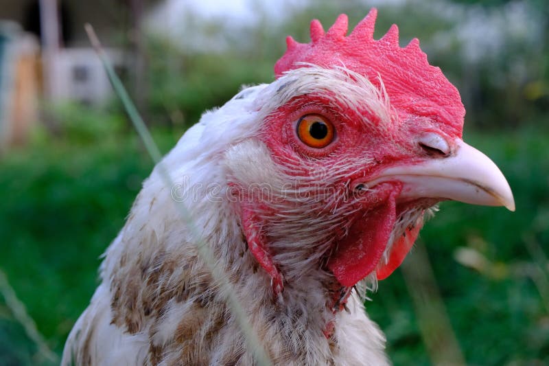 The Chicken (Gallus Domesticus) Close-up, Germany Stock Photo - Image ...