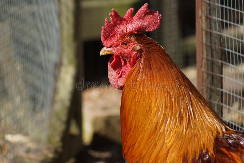 Chicken - Gallus gallus stock photo. Image of farmyard - 42056456
